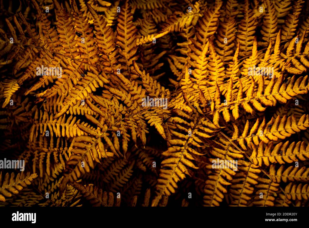 Beautiful yellowed fern leaves hi-res stock photography and images - Alamy