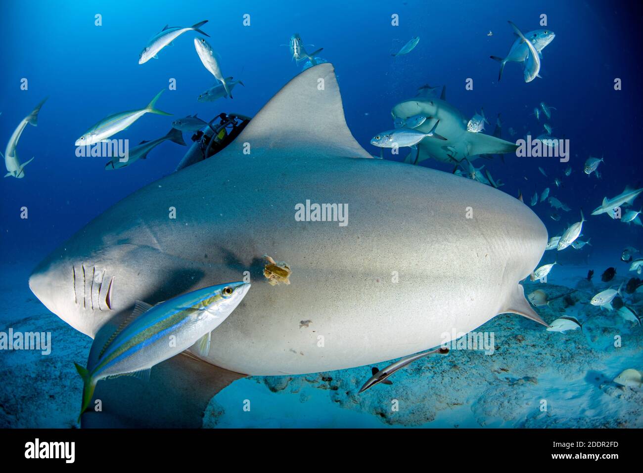 bull shark while feeding in mexico in blue ocean Stock Photo - Alamy