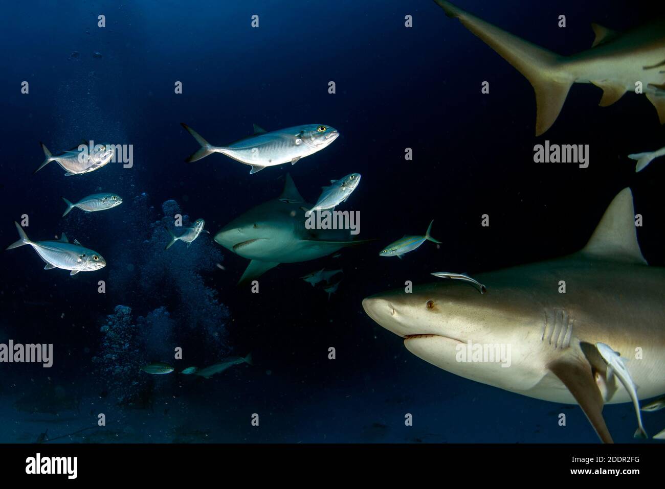 bull shark while feeding in mexico in blue ocean Stock Photo - Alamy