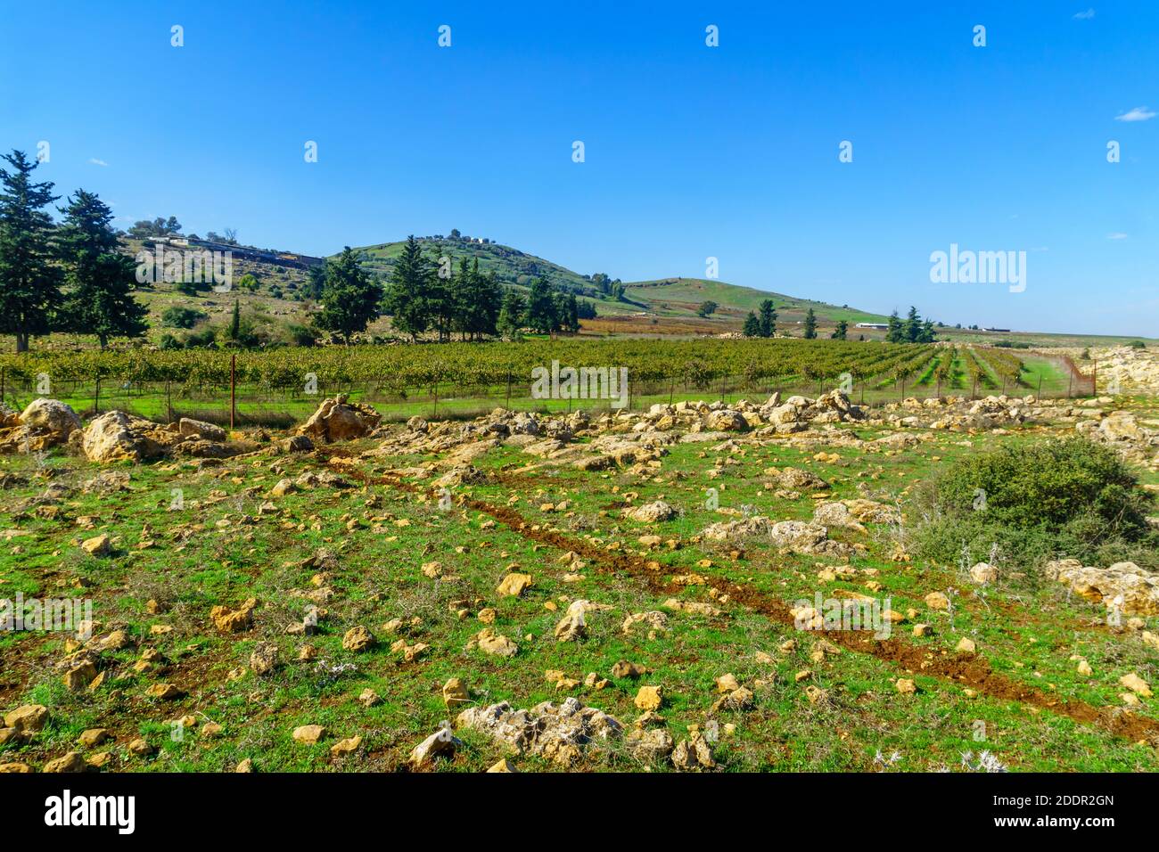 View of Upper Galilee landscape, with hills and vineyards. Northern ...
