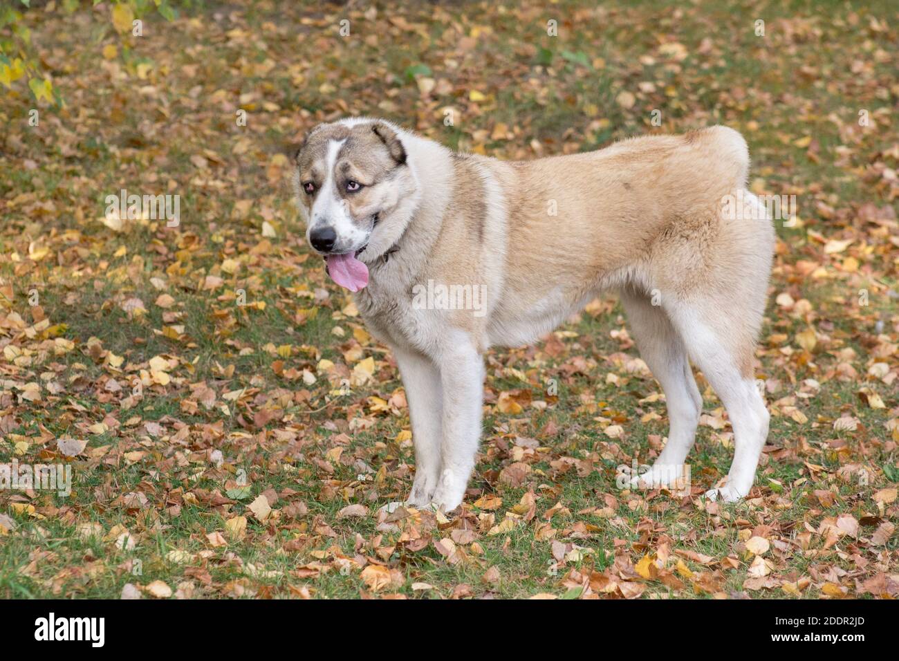 Cute central asian shepherd dog puppy is standing in the autumn park ...