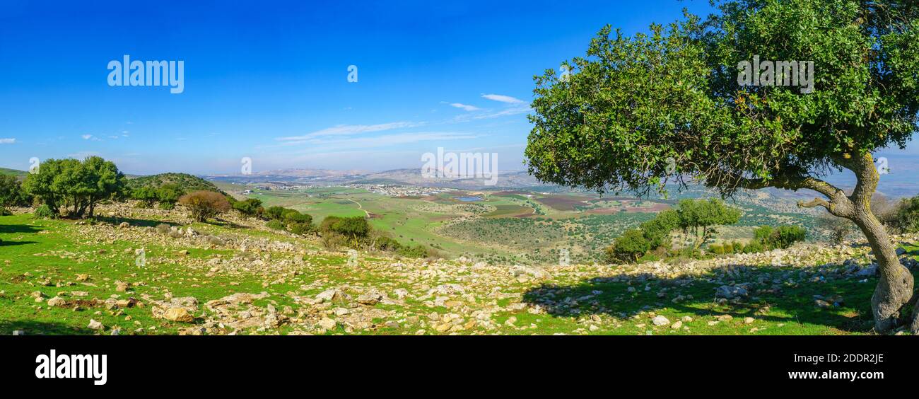 Israel tree oak hi-res stock photography and images - Alamy