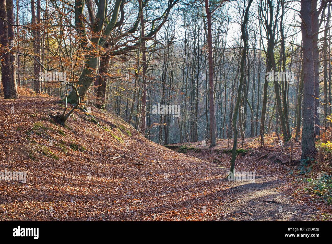 A path in the early autumn field with falling leafs Stock Photo - Alamy