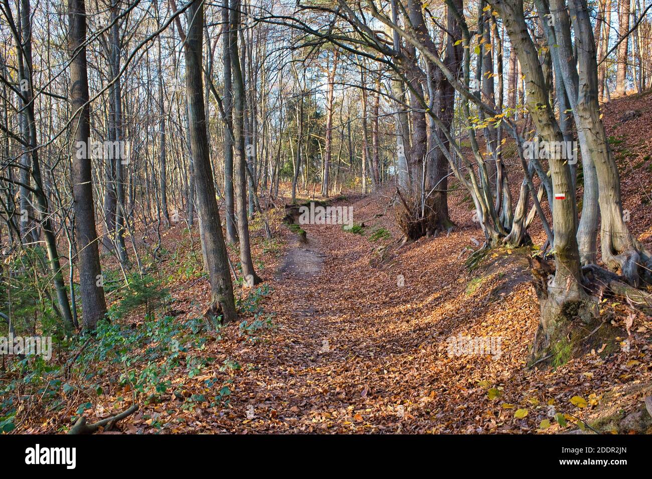 A path in the early autumn field with falling leafs Stock Photo - Alamy