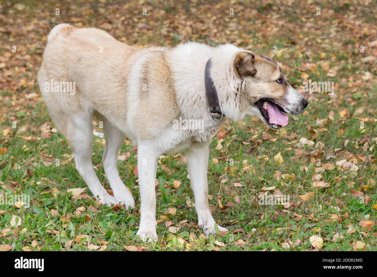 Cute alabai puppy is standing in the autumn park. Pet animals. Purebred ...