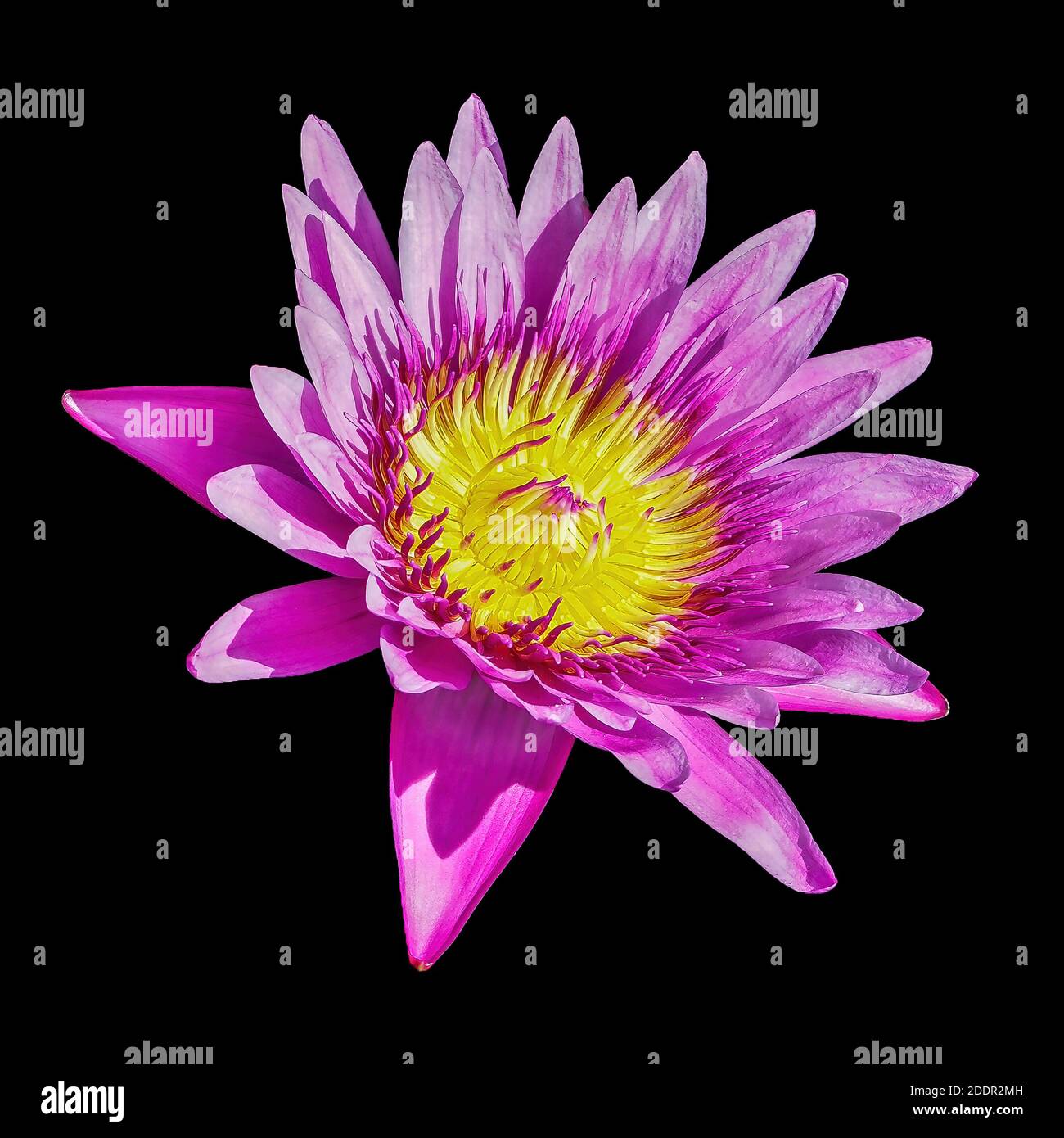 Single flowering lily hi-res stock photography and images - Alamy