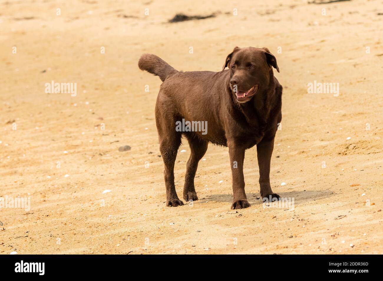 A young chocolate labrador standing on the beach, portrait Stock Photo ...