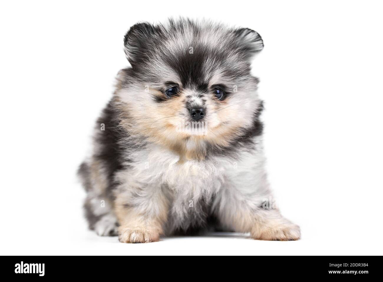Pomeranian Spitz puppy isolated. Cute gray black and white pomeranian ...