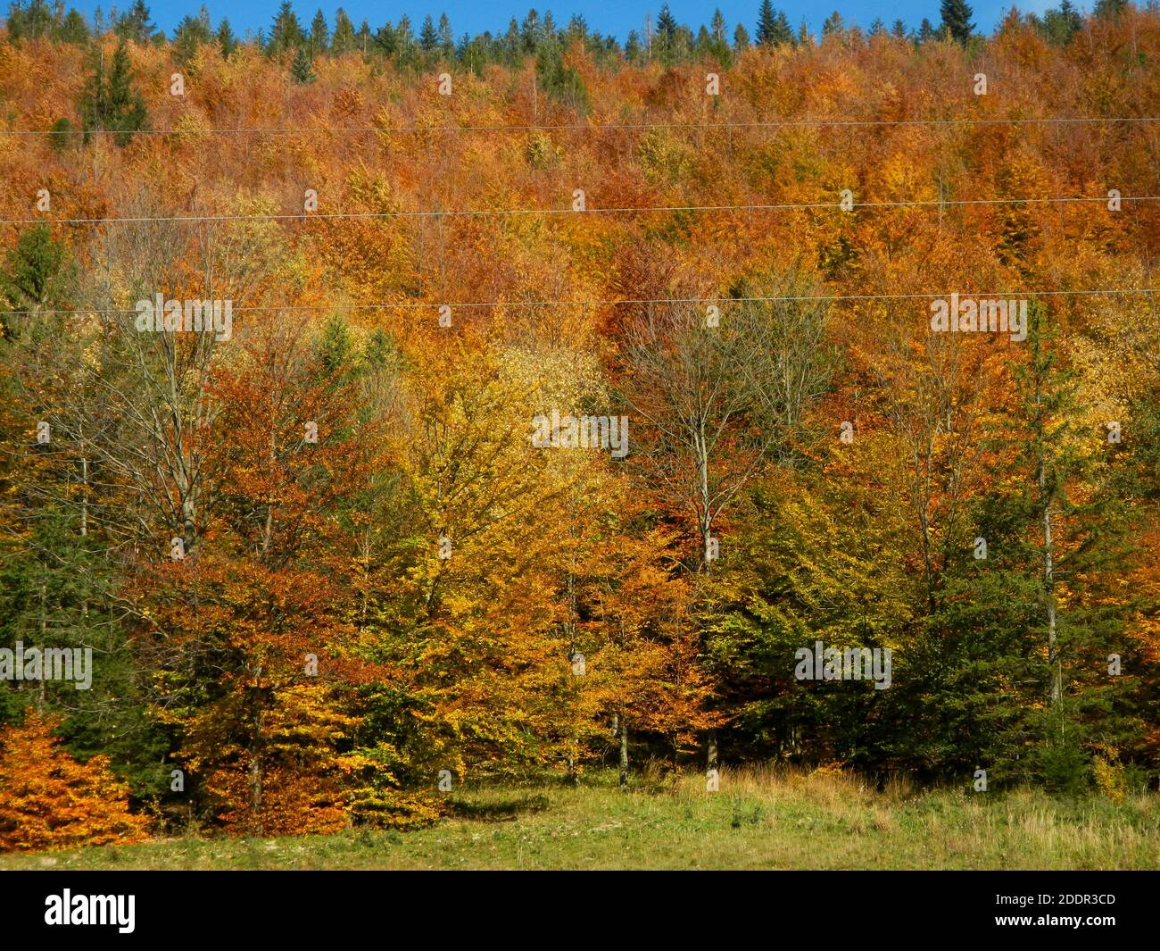 Autumn trees with colorful leaves in beautiful sunshine Stock Photo - Alamy