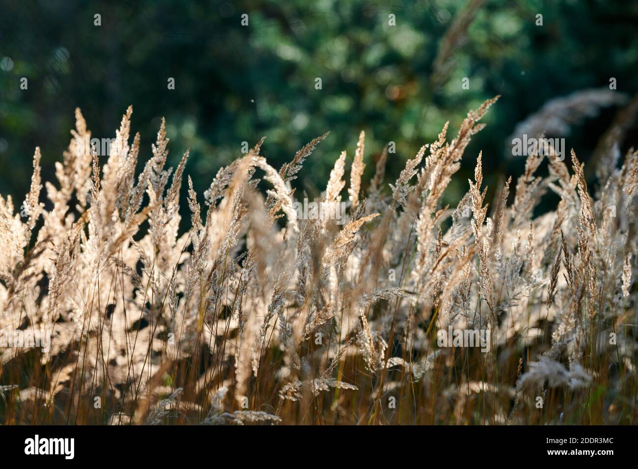 Calamagrostis epigejos bushgrass. Wood small-reed grass in field ...