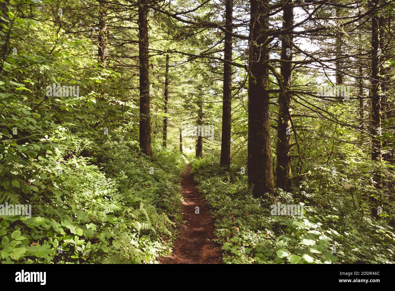 A narrow walking path in the middle of the forest full of trees and ...