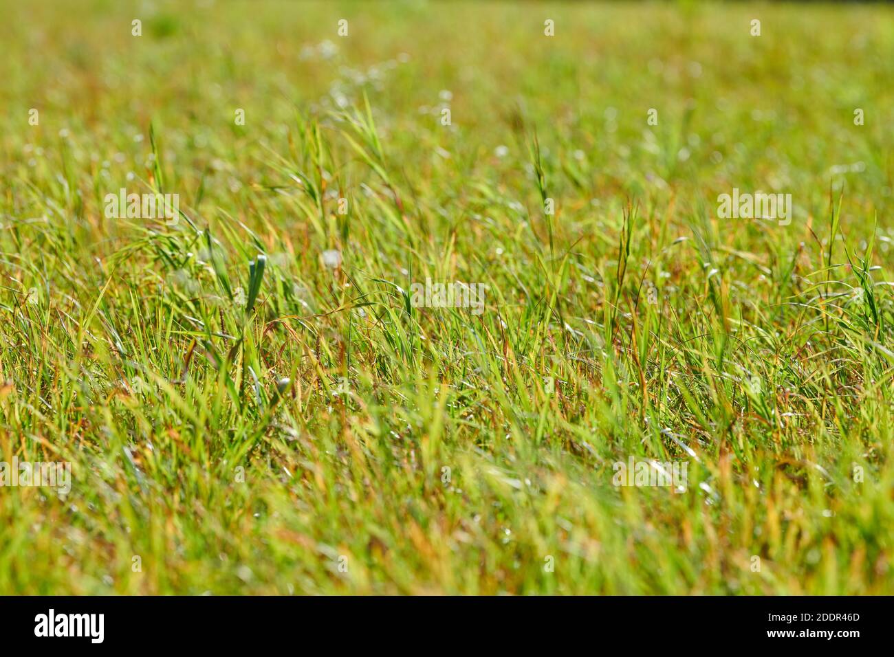 Green grass, meadow field. Summer natural lawn surface. Beautiful grass ...
