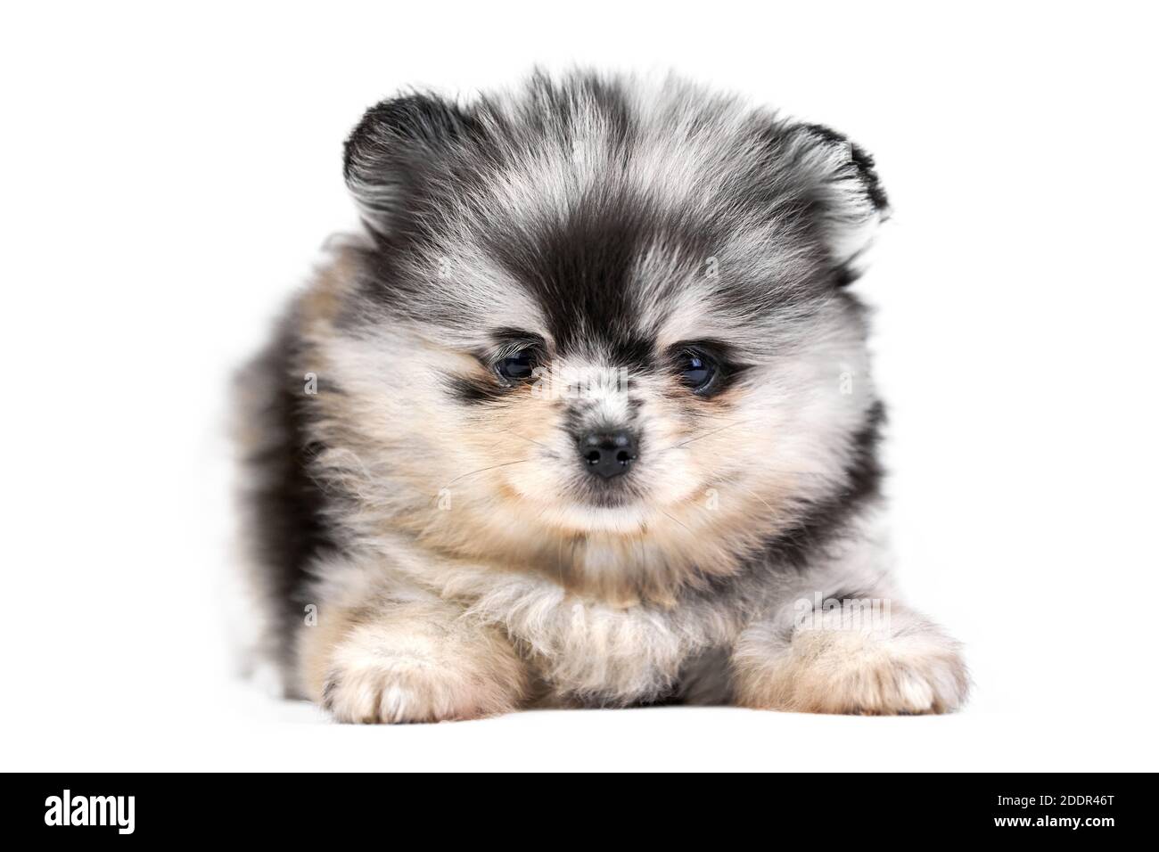 Pomeranian Spitz puppy isolated. Cute gray black and white pomeranian ...