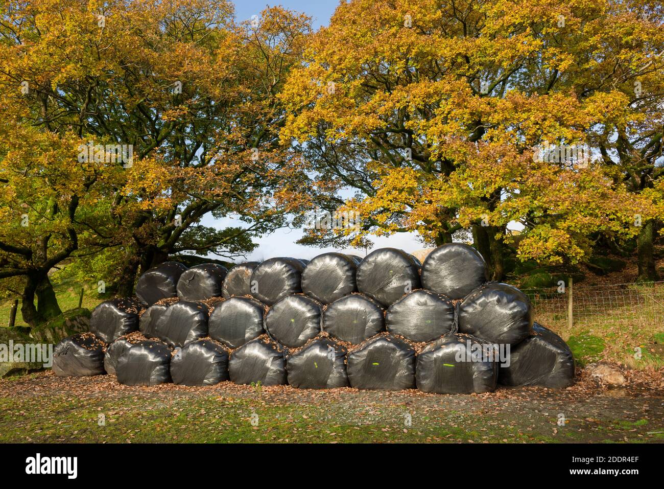 Hay bales stacked under oak trees in autumn in the Duddon Valley in the ...