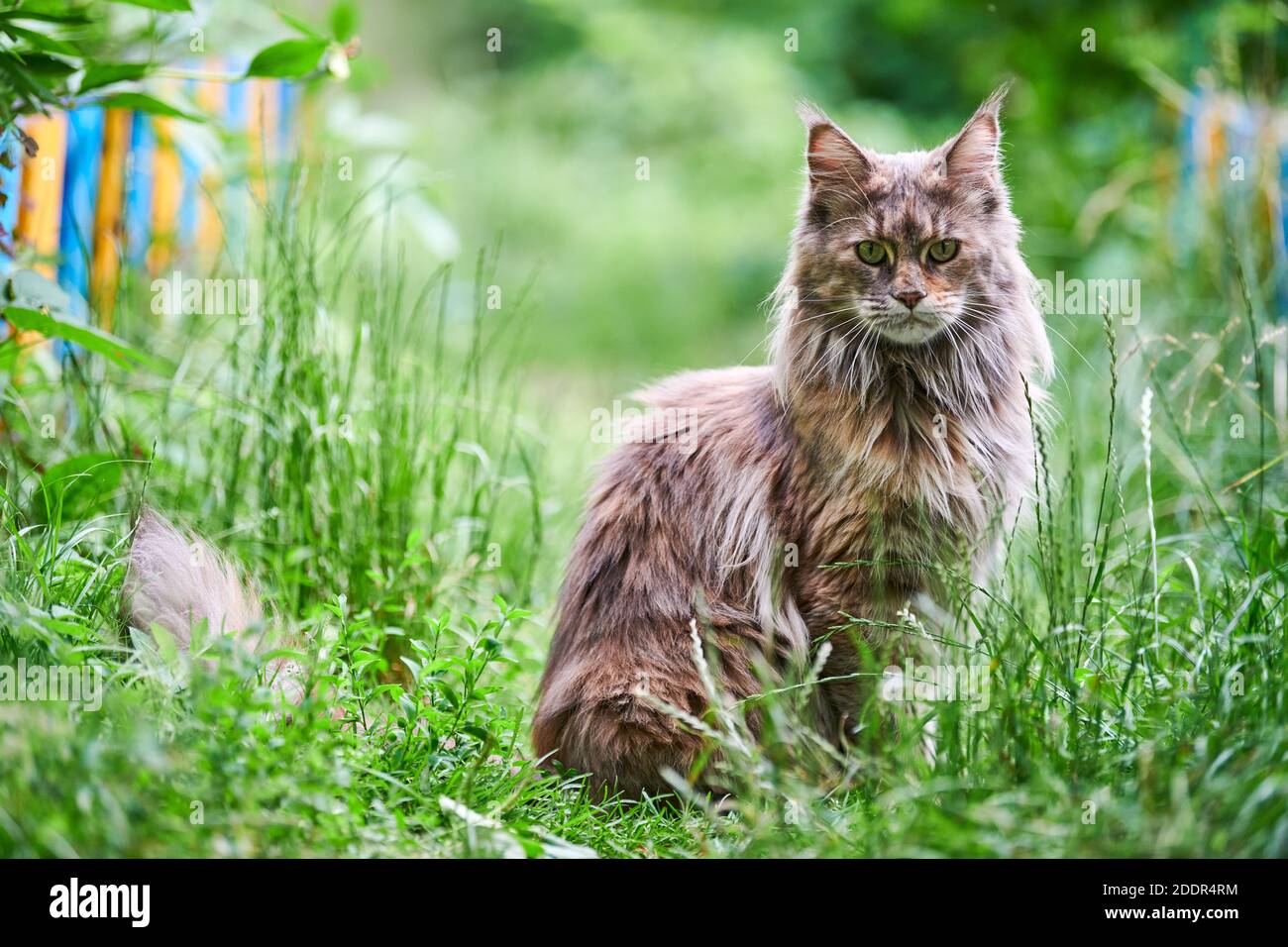 Maine coon cat in park grass. Adult cute cat walk in garden. Largest ...