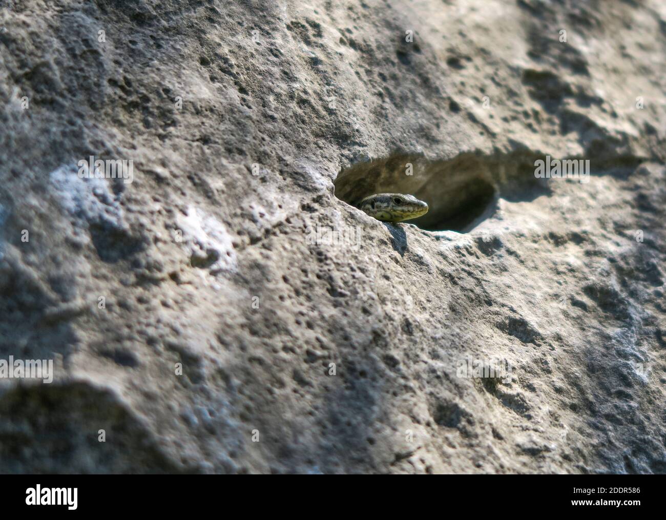 Reptile hiding rock hi-res stock photography and images - Alamy