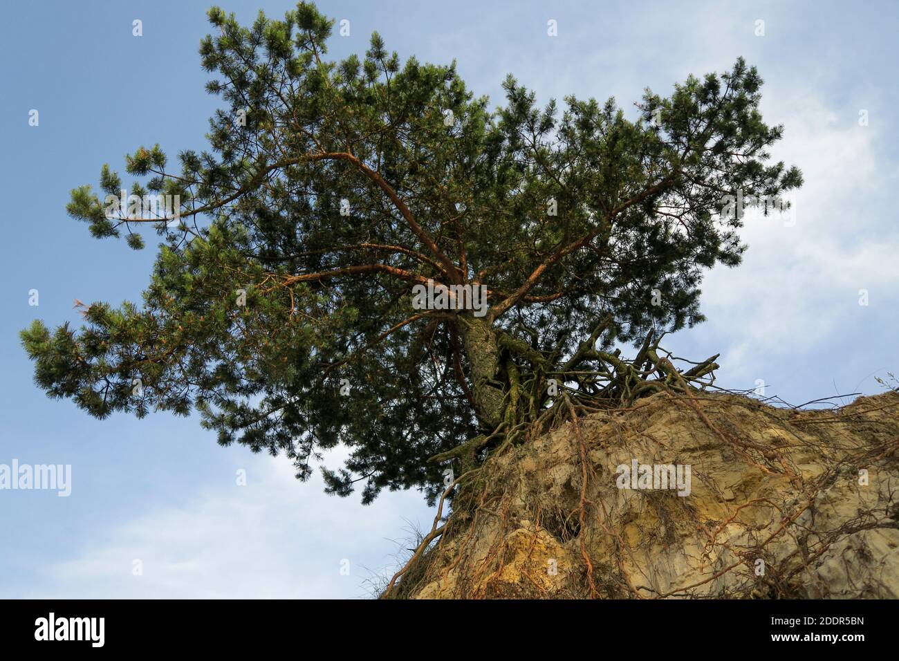 Whole tree and roots hi-res stock photography and images - Alamy