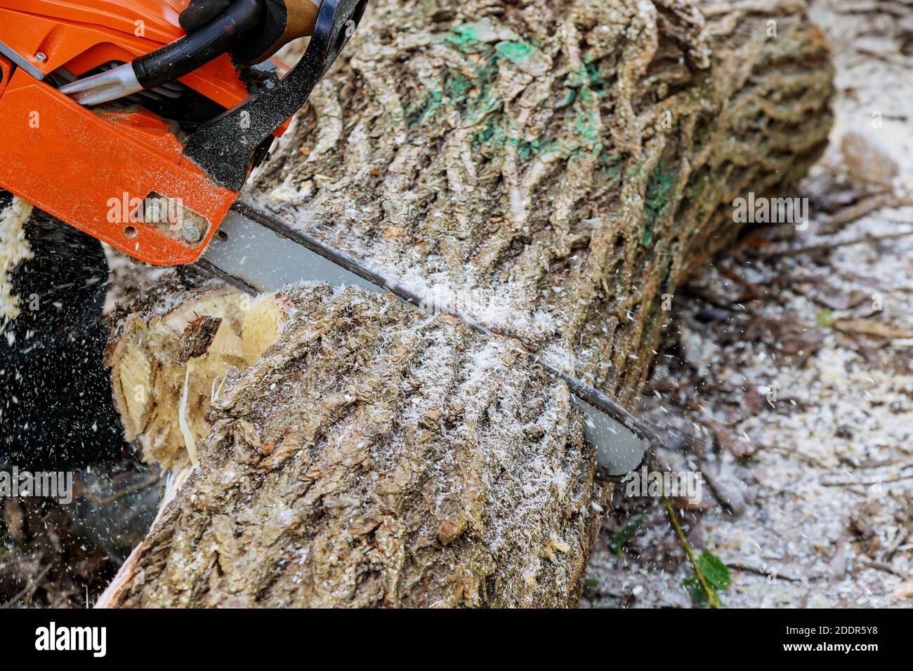 Man pruning tree branches work in the city utilities after a hurricane ...
