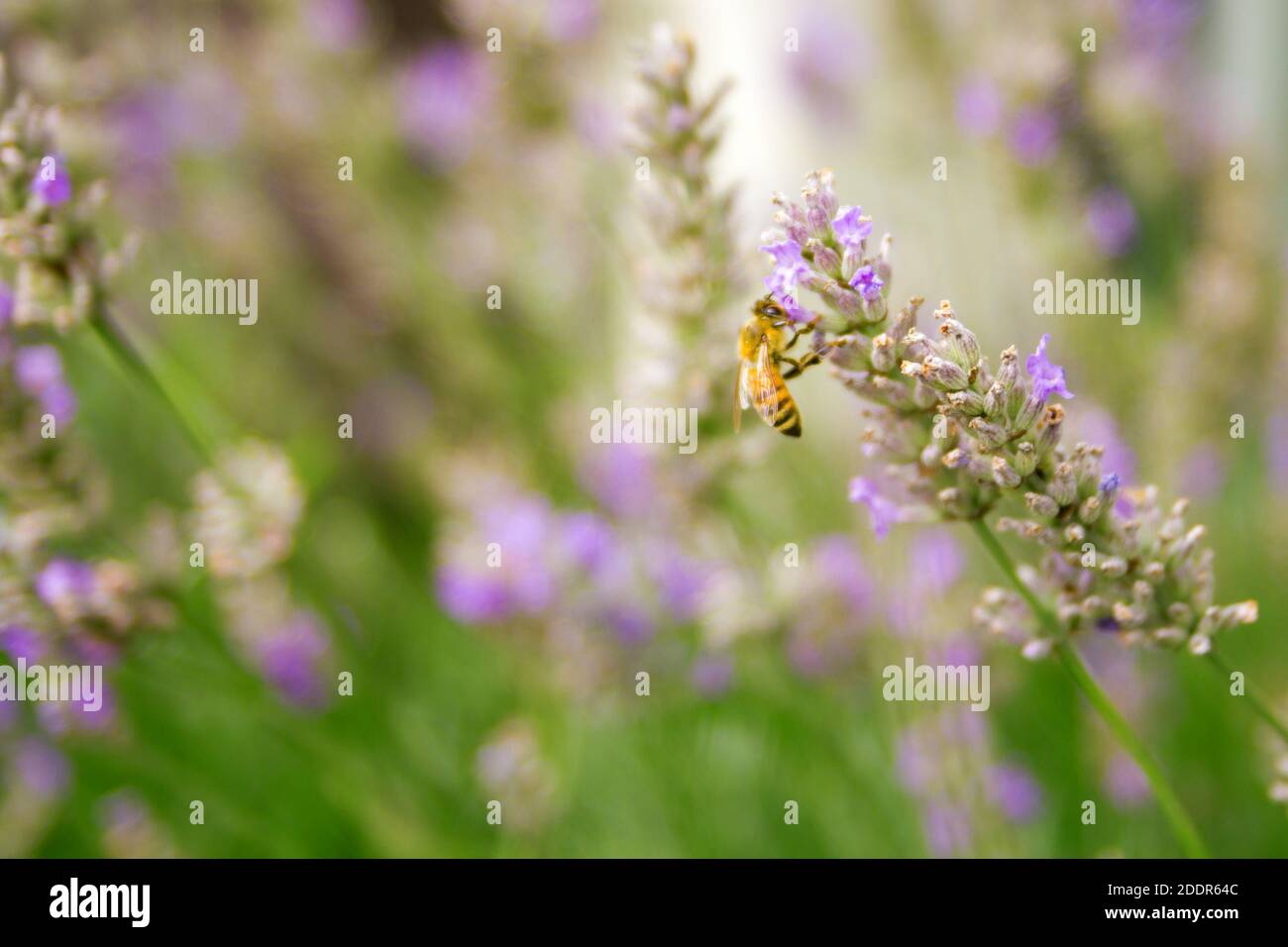 Bee pollination in a lavender field in summer. Garden, nature and ...