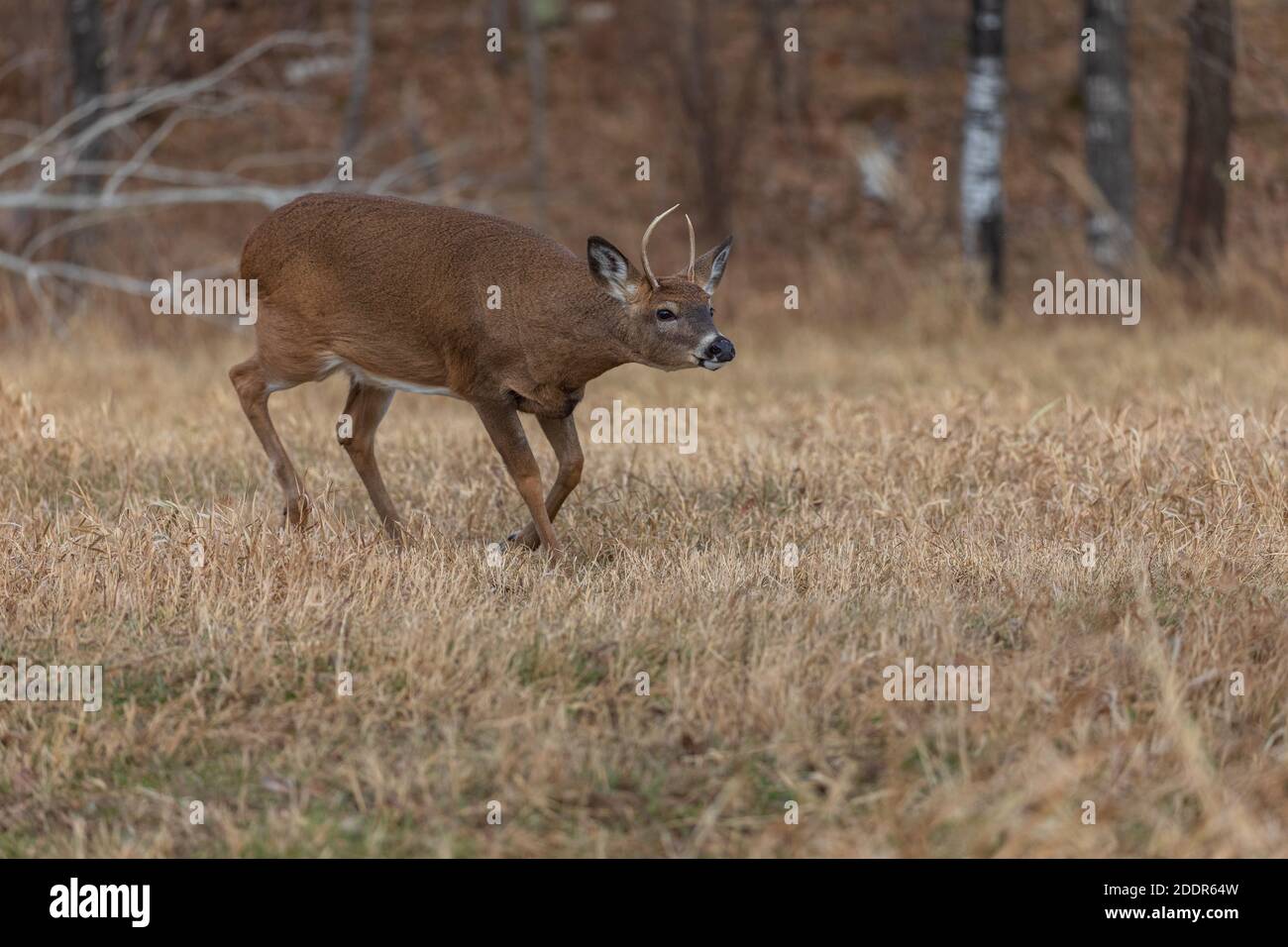 Young white-tailed buck chasing does during the rut in northern ...