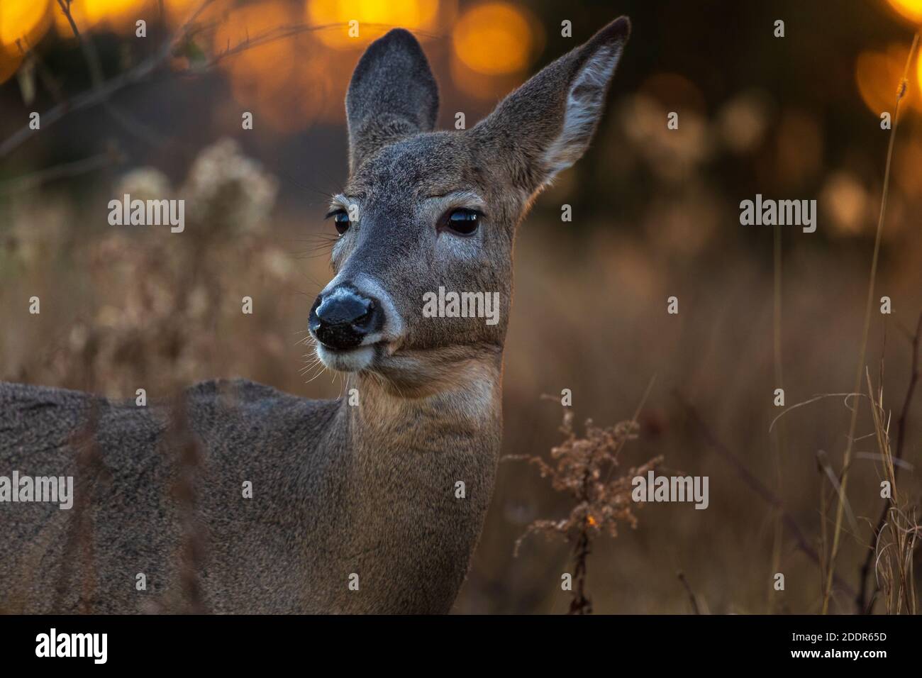 The sun is setting behind a white-tailed doe in northern Wisconsin ...