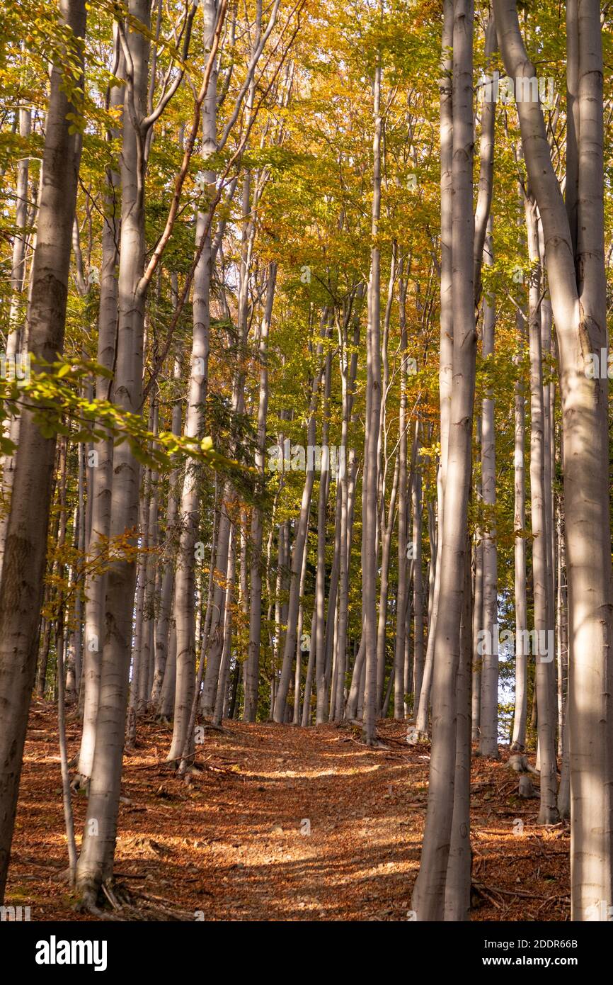 Autumn trees with leaves falling to the slope Stock Photo - Alamy