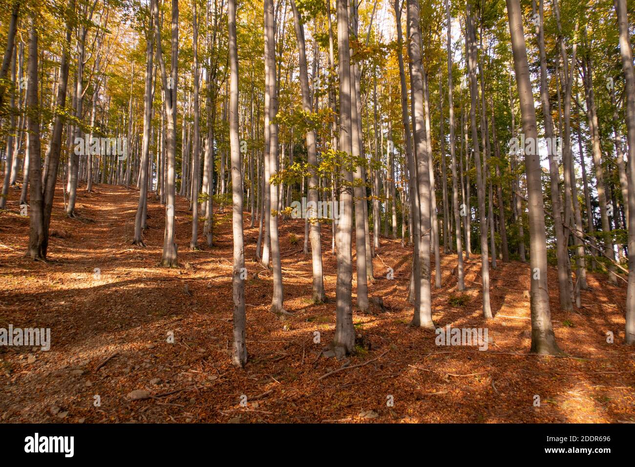 Autumn trees with leaves falling to the slope Stock Photo - Alamy