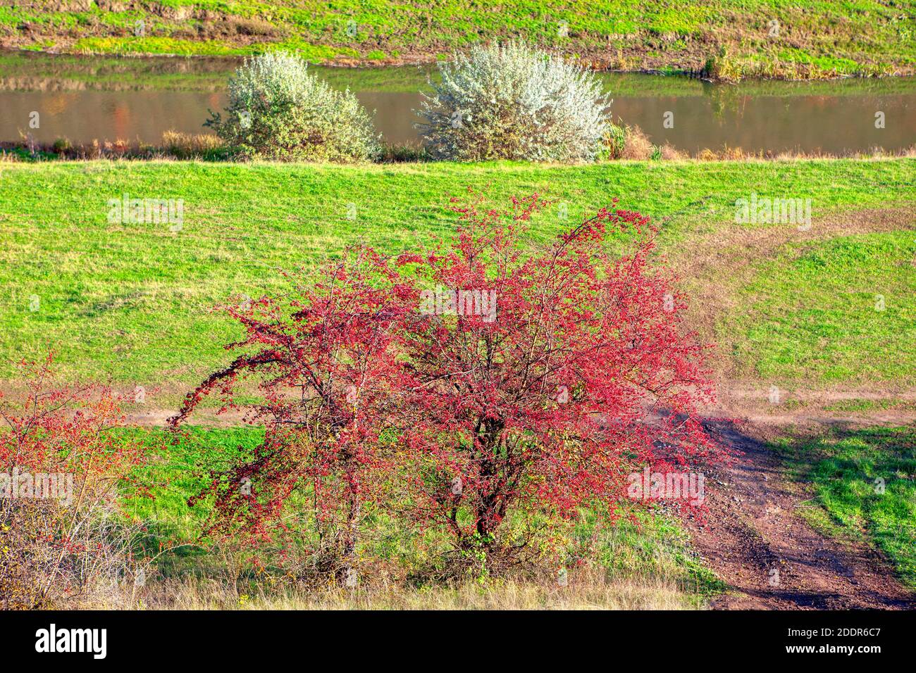 Meadow Riverside Forest High Resolution Stock Photography and Images ...