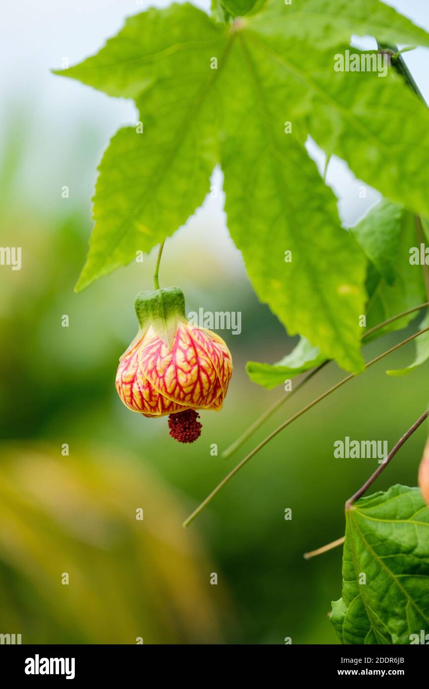 Red tiger maple hi-res stock photography and images - Alamy