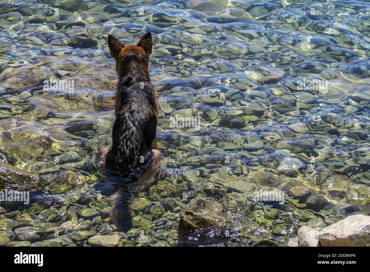 A dog sitting in the water, staring at the sea Stock Photo - Alamy