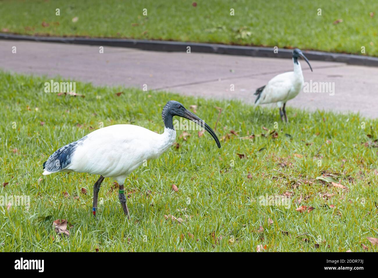 Australian ibis hi-res stock photography and images - Alamy