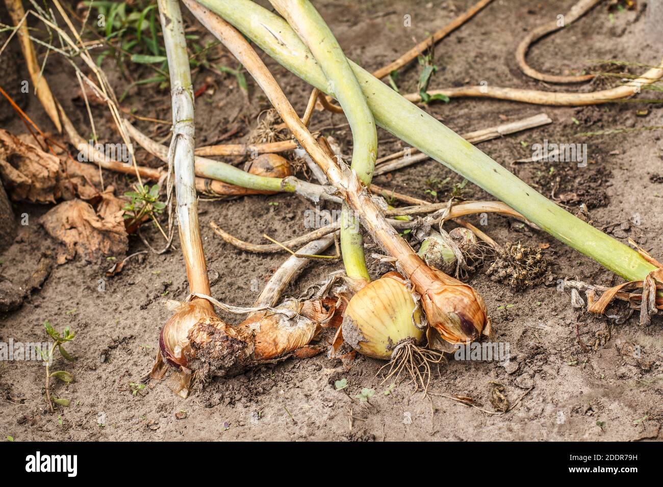 How to pick onions hi-res stock photography and images - Alamy