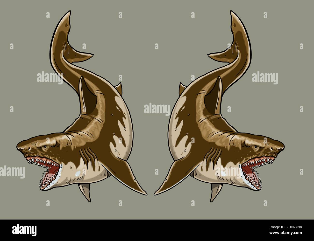 Megalodon tooth comparison hi-res stock photography and images - Alamy
