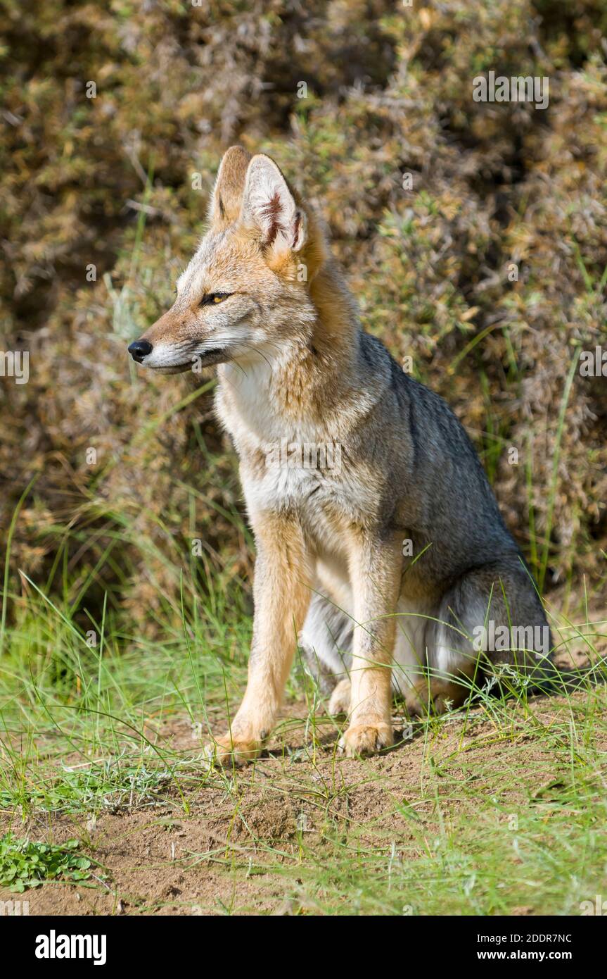 South American Gray Fox, Lycalopex gymnocercus, Peninsula Valdes ...