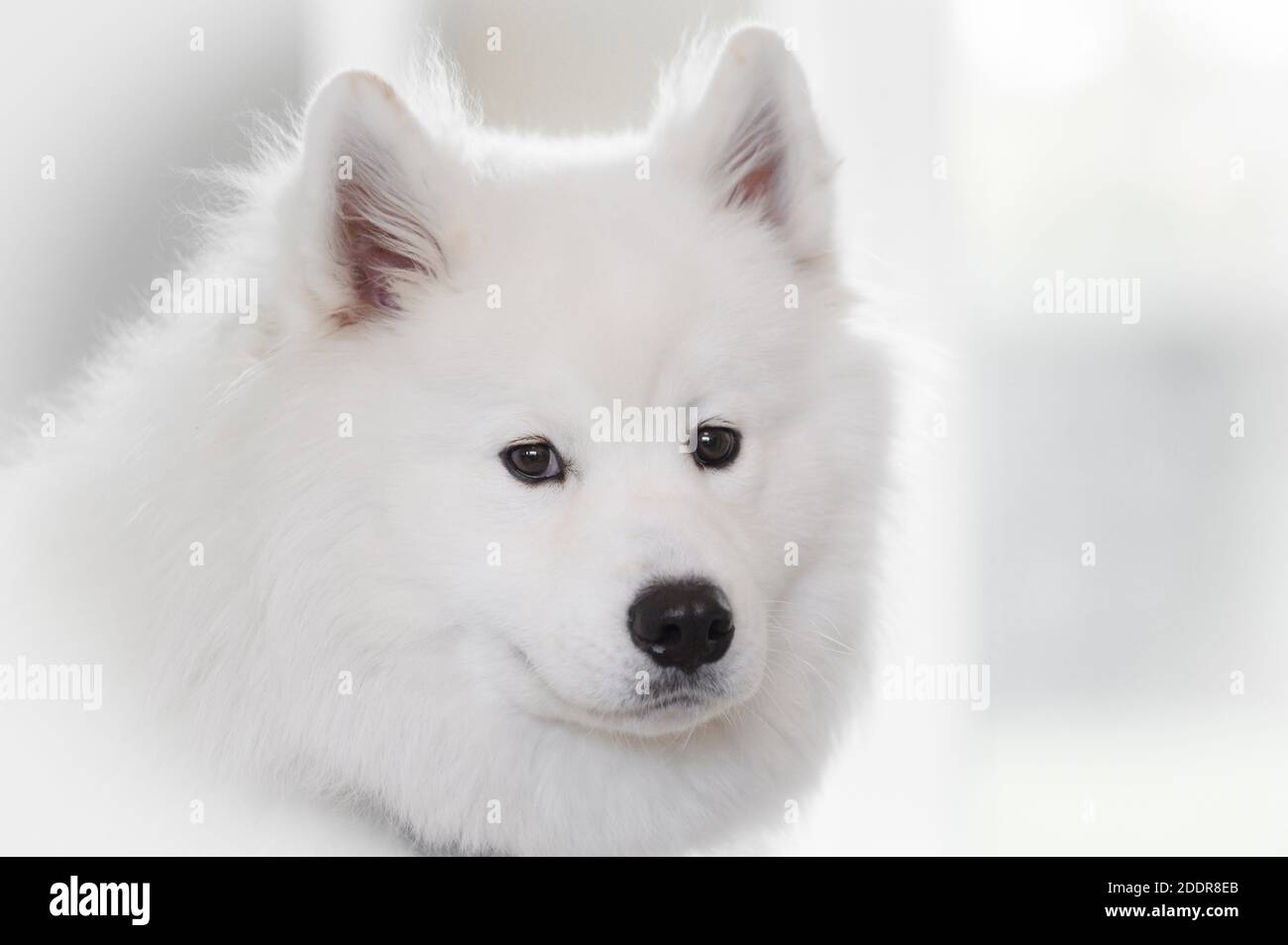 Portrait of beautiful white Samoyed dog Stock Photo - Alamy