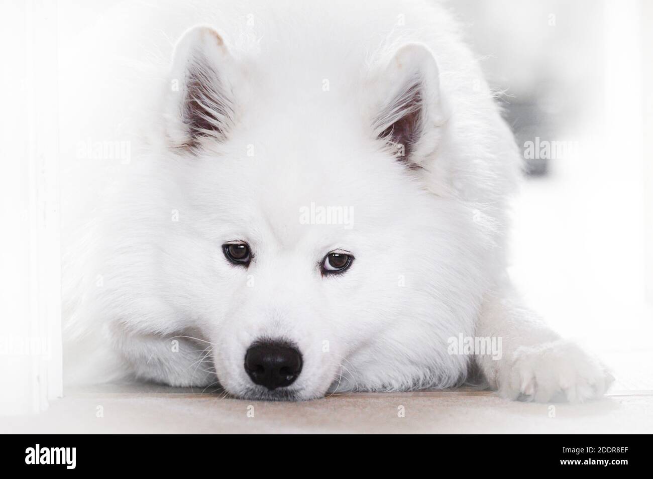 Samoyed dog lying down hi-res stock photography and images - Alamy