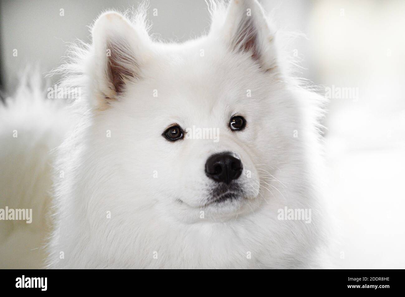 Samoyed dog portrait hi-res stock photography and images - Alamy