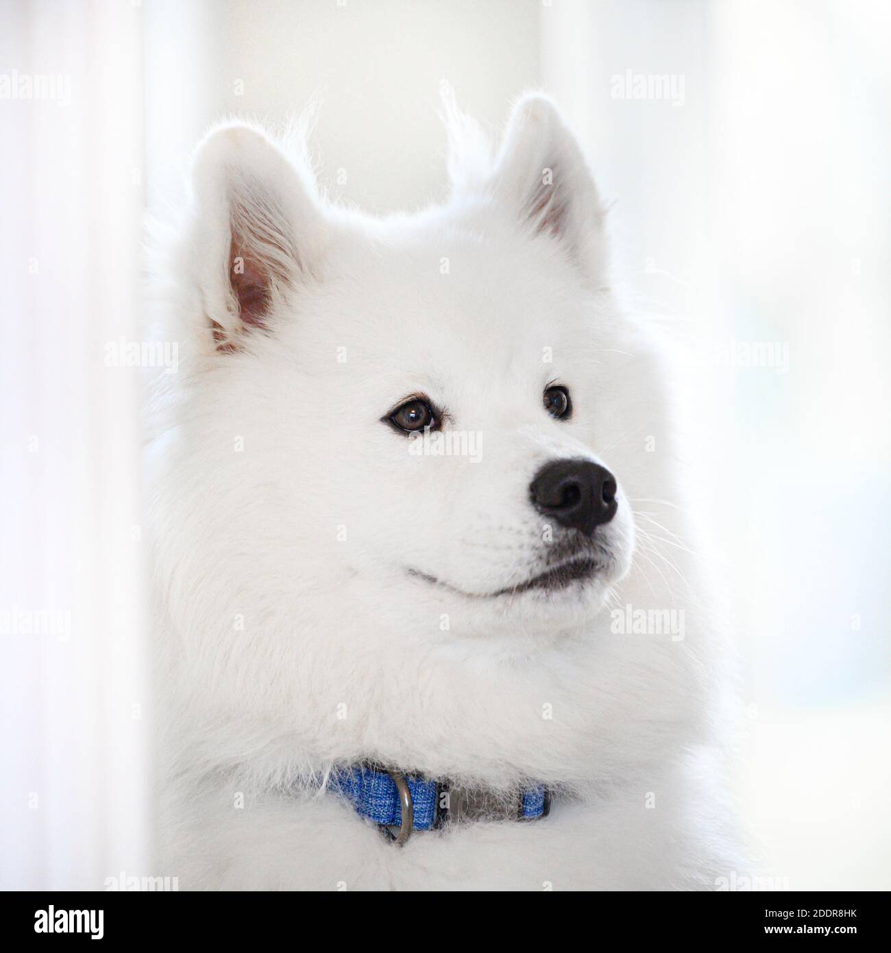 White samoyed hi-res stock photography and images - Alamy