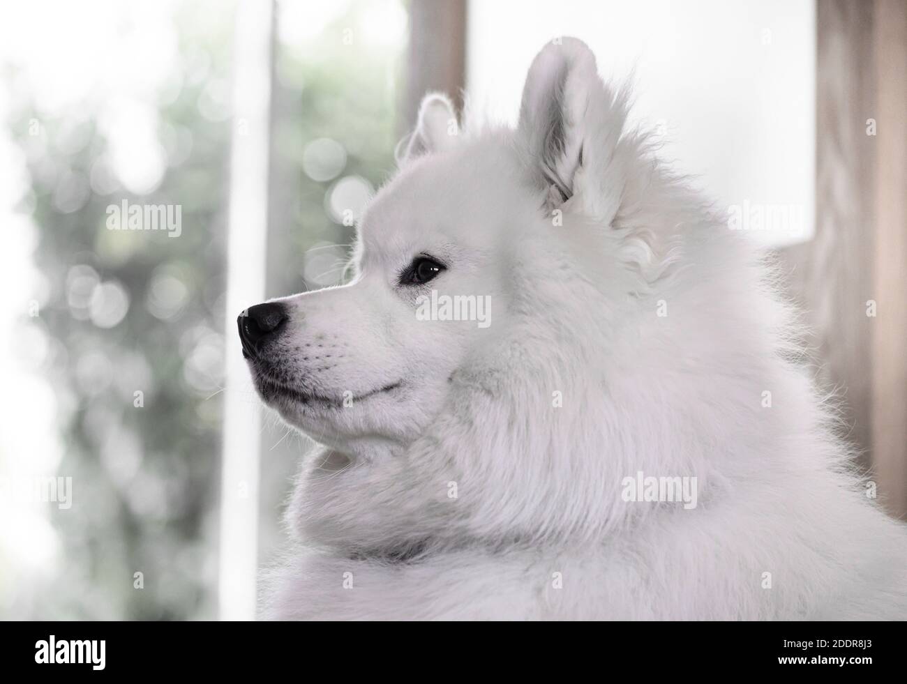 Dog face side view hi-res stock photography and images - Alamy