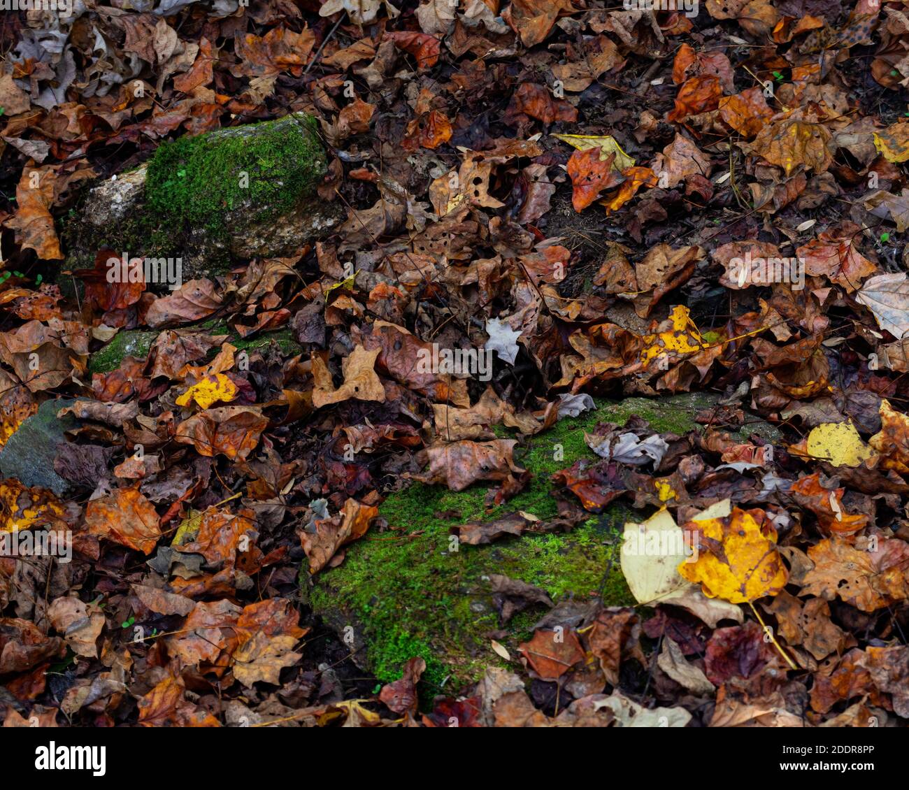 Wet leaves on forest floor hi-res stock photography and images - Alamy