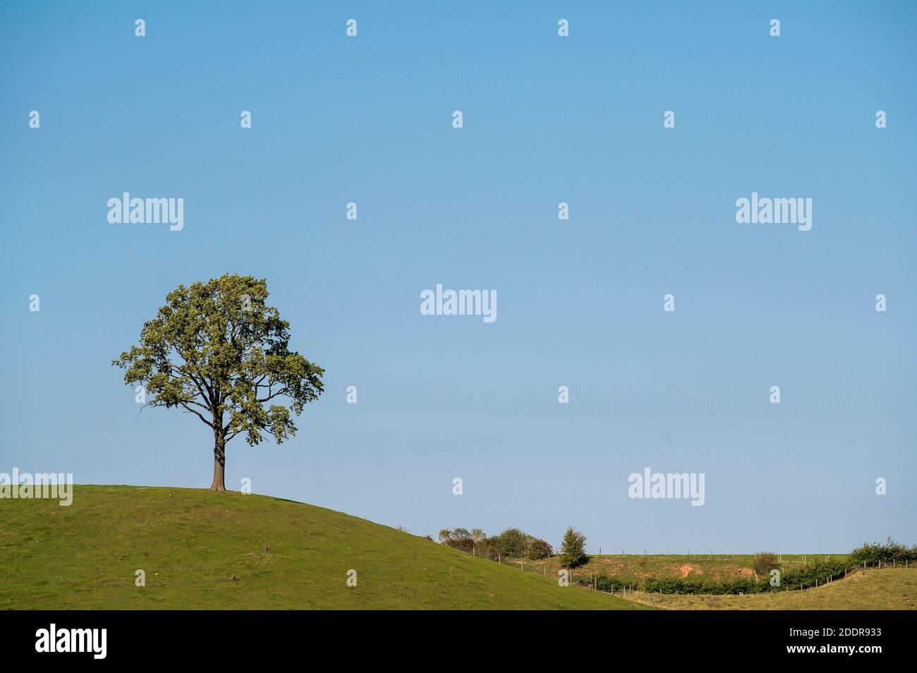 Single tree countryside hi-res stock photography and images - Alamy