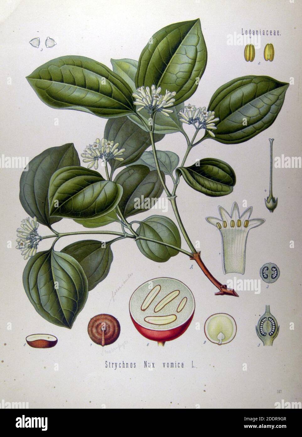 Koeh hi-res stock photography and images - Alamy