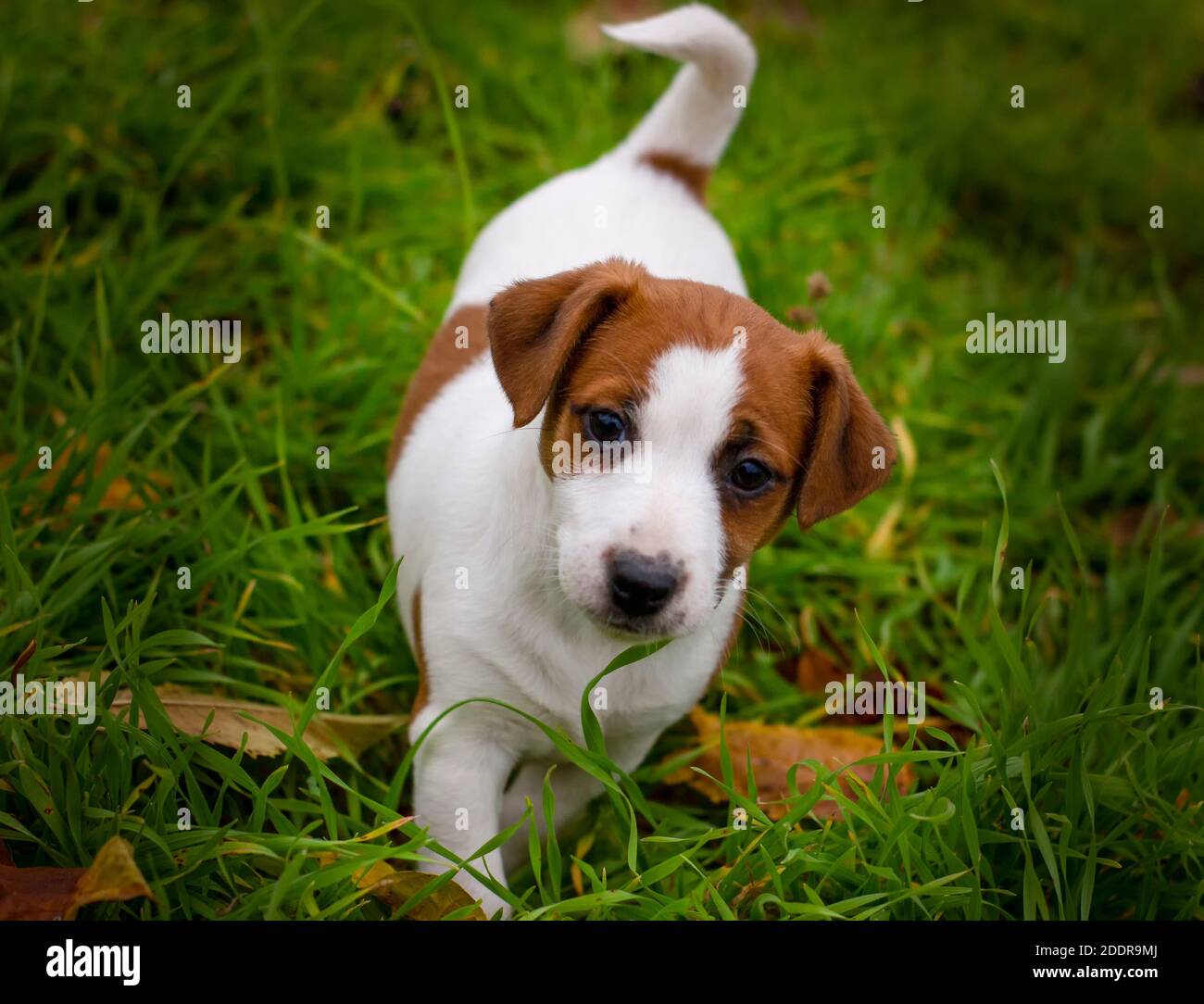 puppy jack russell on the green grass Stock Photo - Alamy