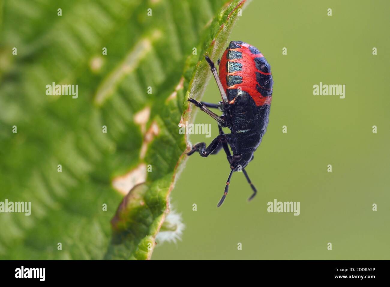 Blue Shieldbug nymph (Zicrona caerulea) crawling on plant leaf ...