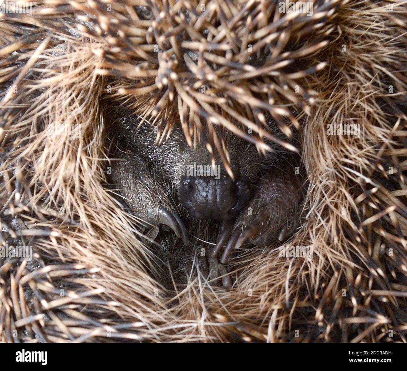 Endangered hedgehog High Resolution Stock Photography and Images - Alamy
