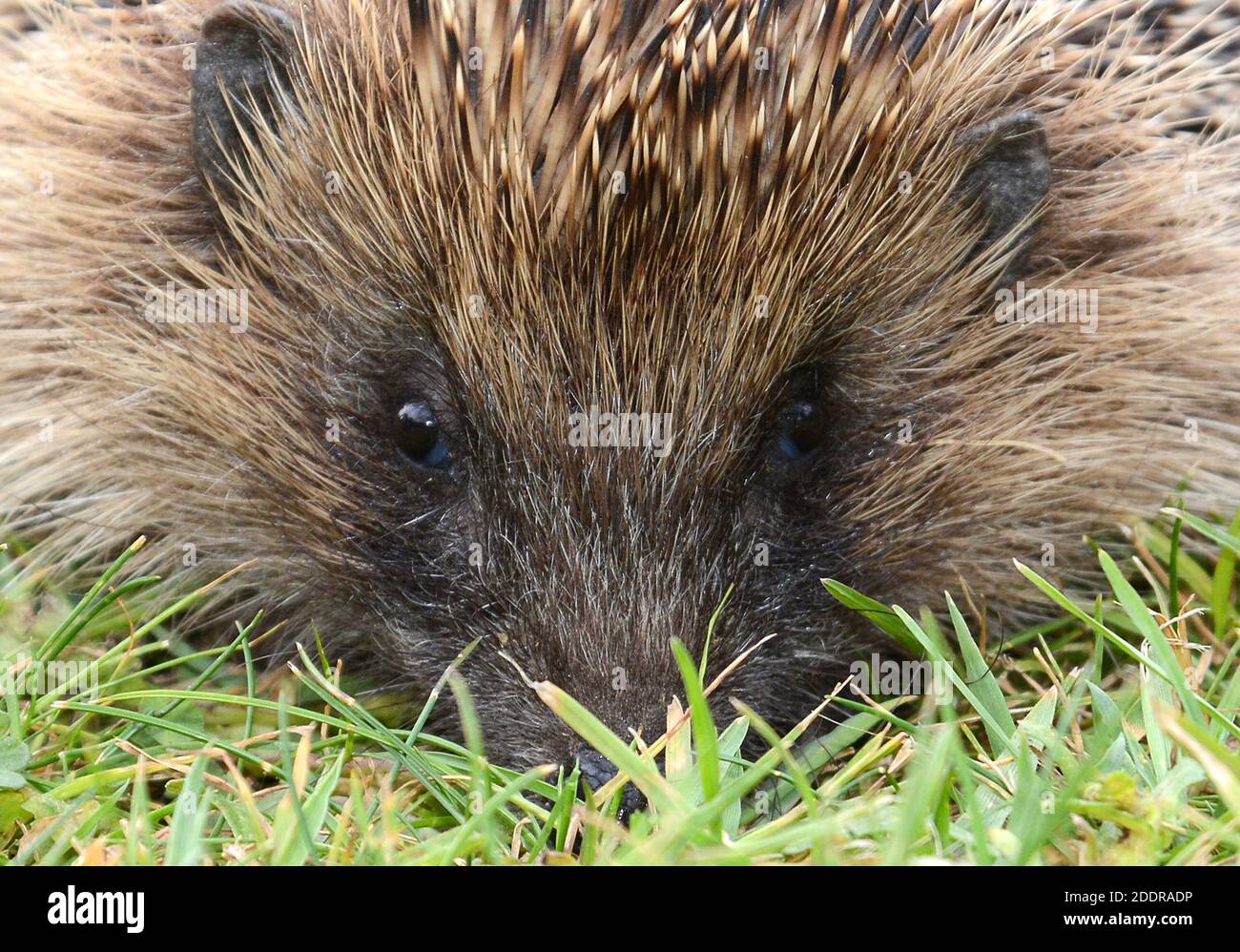 Species That Hibernate High Resolution Stock Photography and Images - Alamy