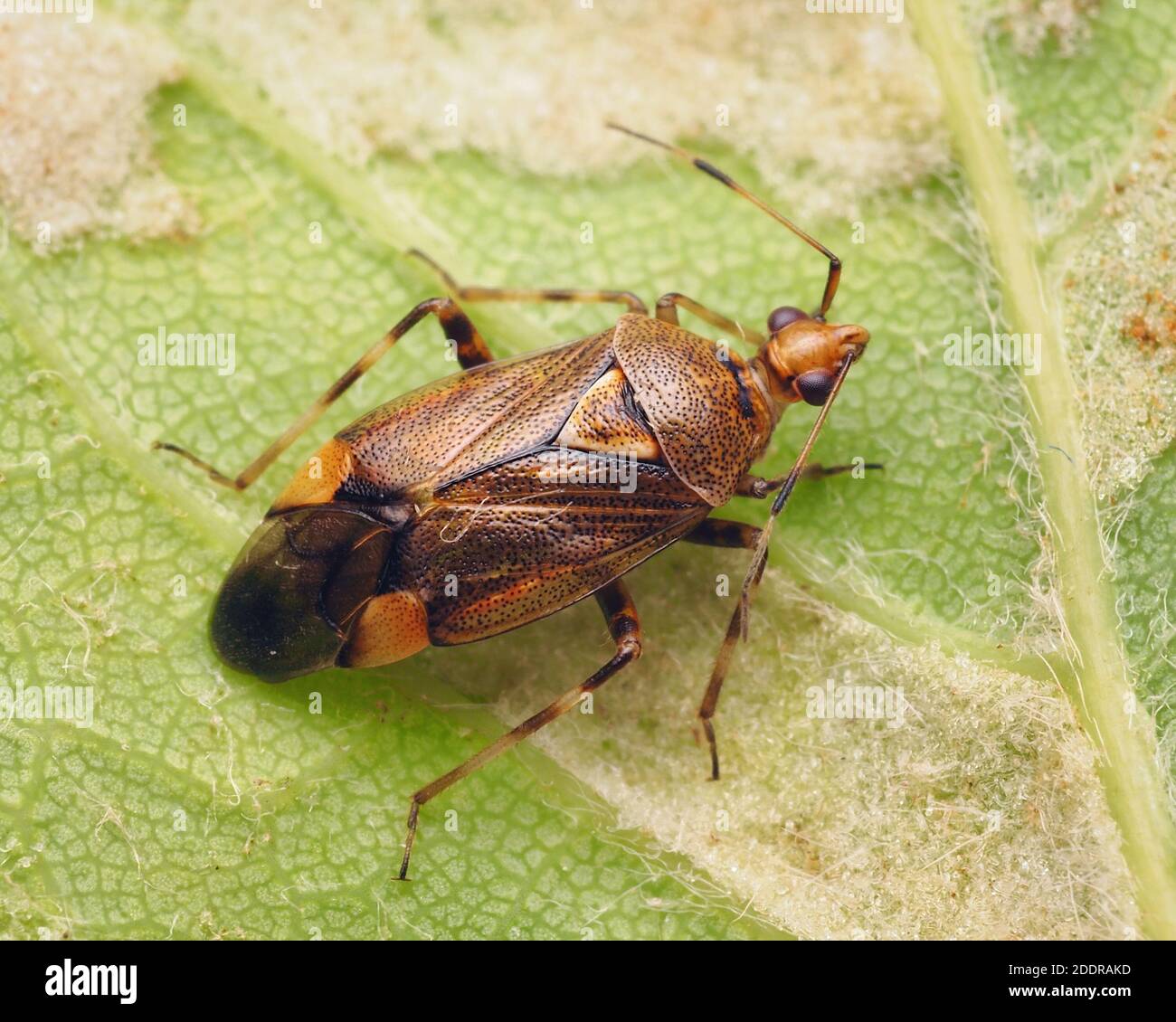 Deraeocoris flavilinea Mirid bug at rest on sycamore leaf. Tipperary ...