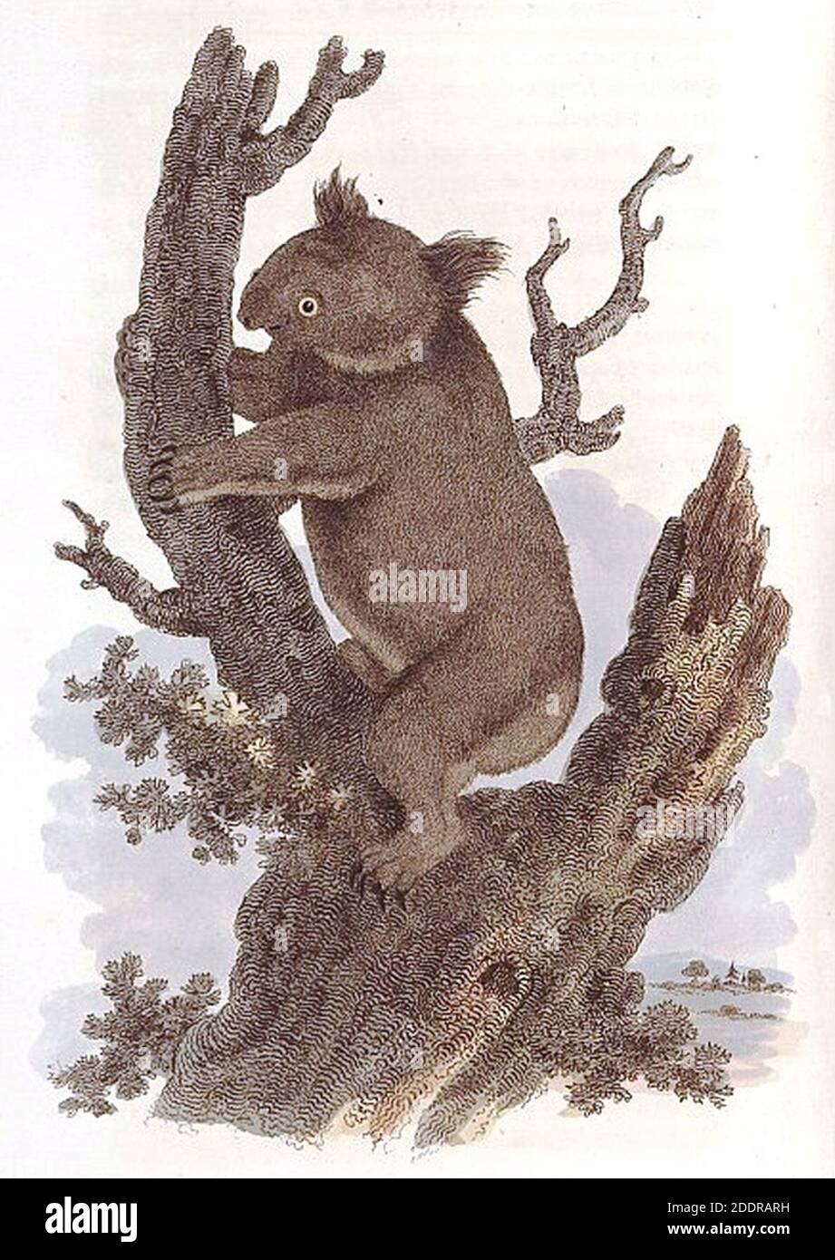 Koalo hi-res stock photography and images - Alamy