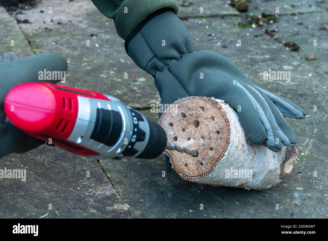 Drilling holes in a log to make a bee hotel, bug house Stock Photo - Alamy