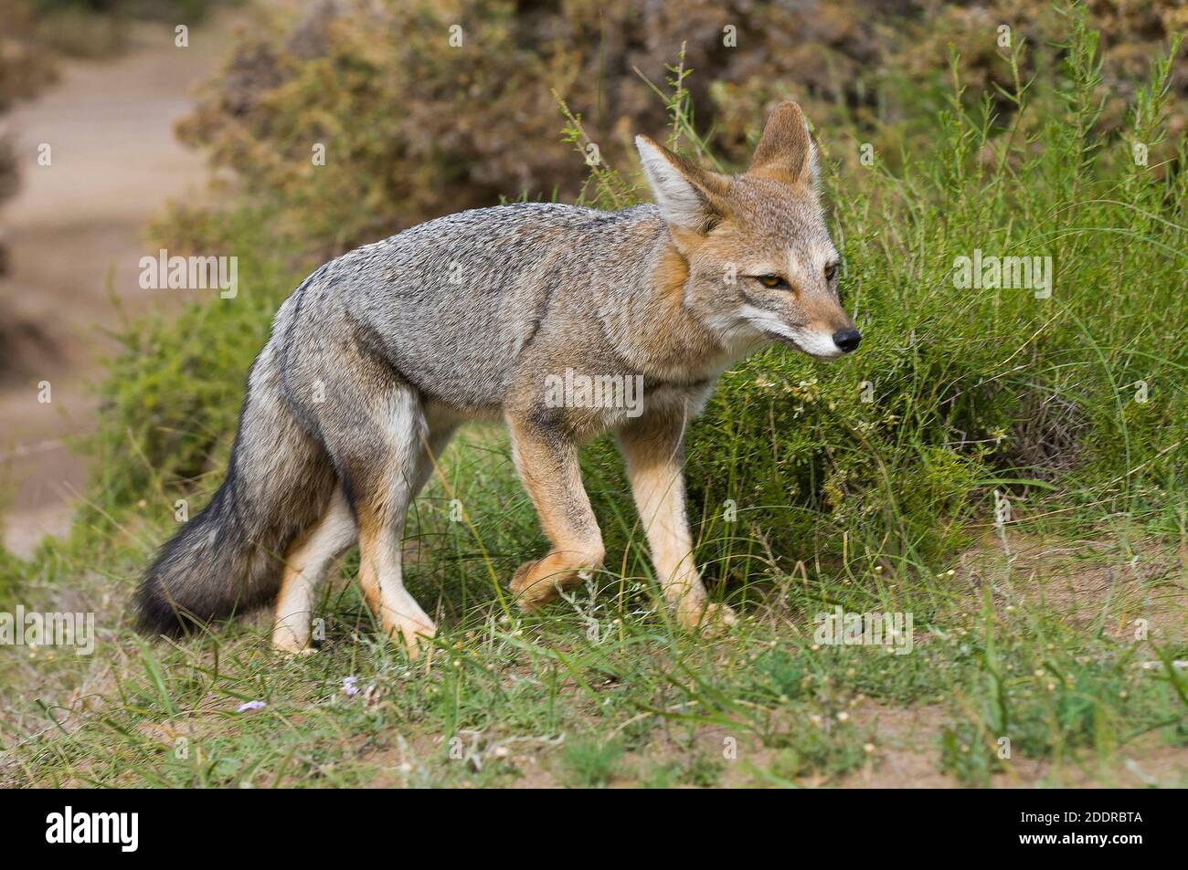 South American Gray Fox, Lycalopex gymnocercus, Peninsula Valdes ...